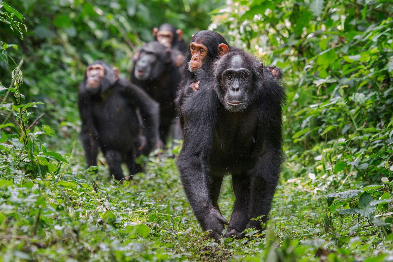 Kibale Forest National Park- attractions, best Uganda safari